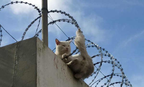 Rescatan un gato que estuvo toda la noche atrapado en un alambre | 0223