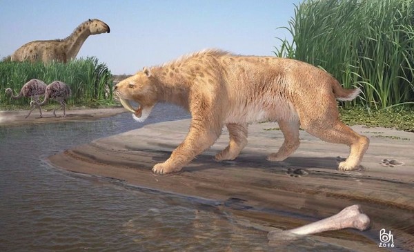 Hallazgo Inédito En Miramar Huellas Fosilizadas De Un Gran Tigre