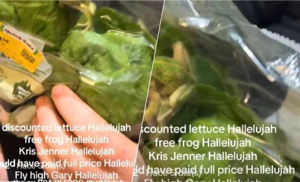 Compró una bolsa de lechuga en el super y encontró un animal vivo ...