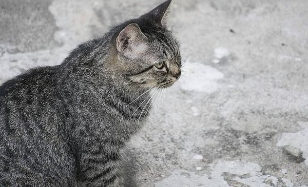 Vecinos de Villa Primera en alerta ante un nuevo ataque "matagatos" | 0223