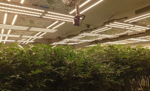 Descubren un vivero de marihuana que funcionaba a metros de un conocido shopping | 0223