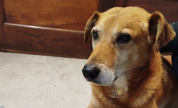 Rescató a un perro callejero que debe ser operado de urgencia: "Está en ...