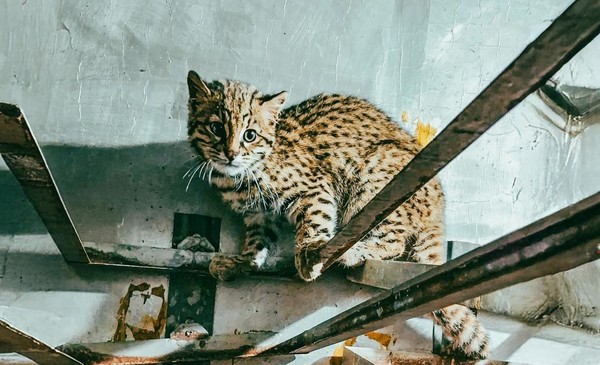 Encontraron un gato montés escondido en un criadero de pollos: tras un ...